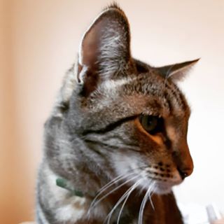 Pal Of The Week- Meet Pizza Our Mascot - A Wandering Pet